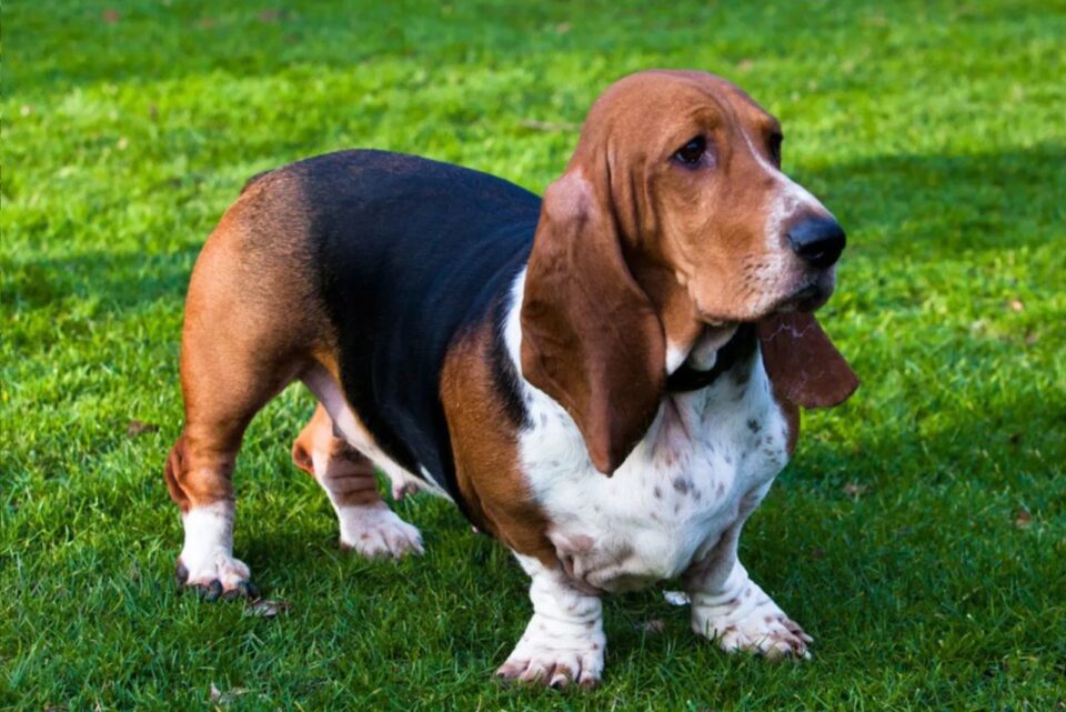 13 Hound Dog Breeds That Are Quite The Catch