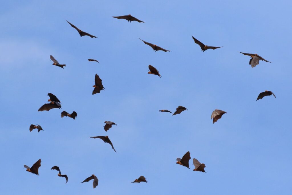 17 Incredible Animals Known For Their Long-Distance Migrations
