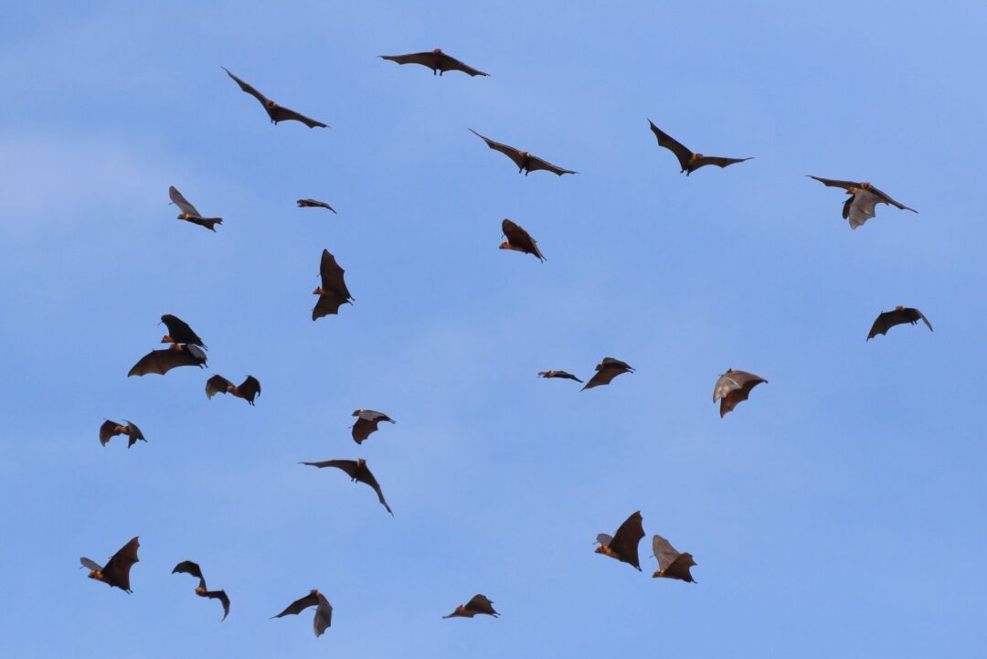 17 Incredible Animals Known For Their Long-Distance Migrations