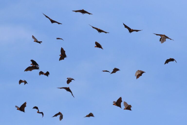 17 Incredible Animals Known For Their Long-Distance Migrations