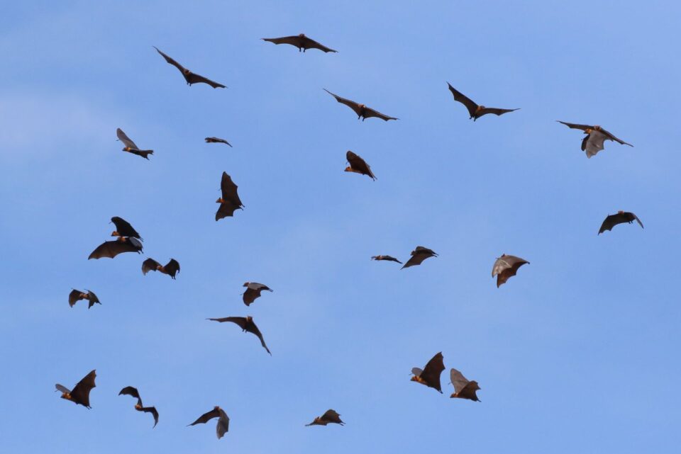 17 Incredible Animals Known For Their Long-Distance Migrations