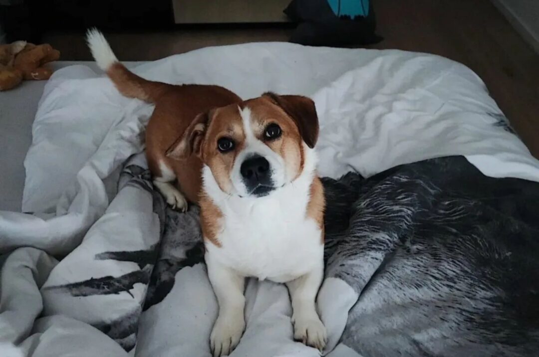 28 Mixed Dog Breeds You Didn’t Know Existed