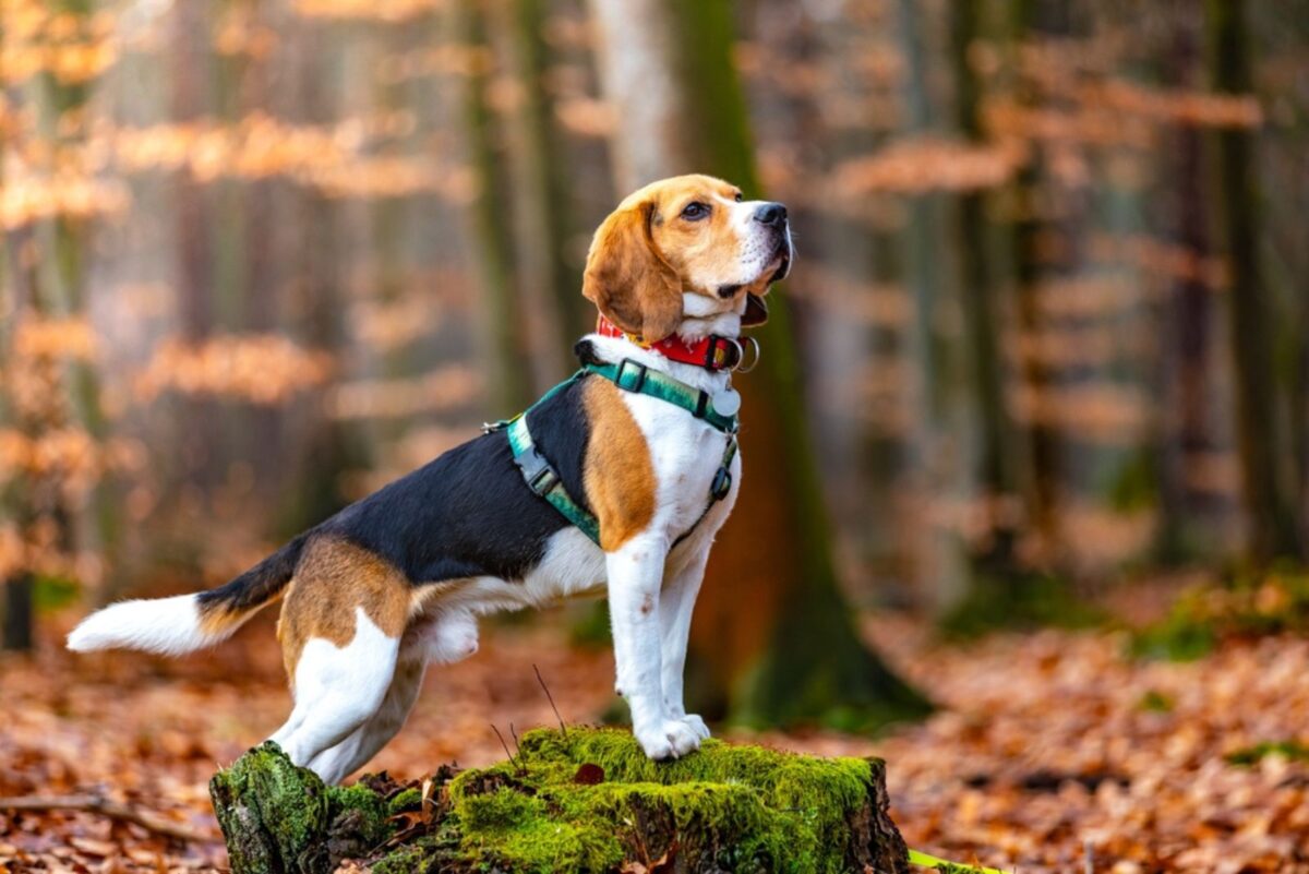 17 Best AKC Hunting Dog Breeds With Impeccable Character