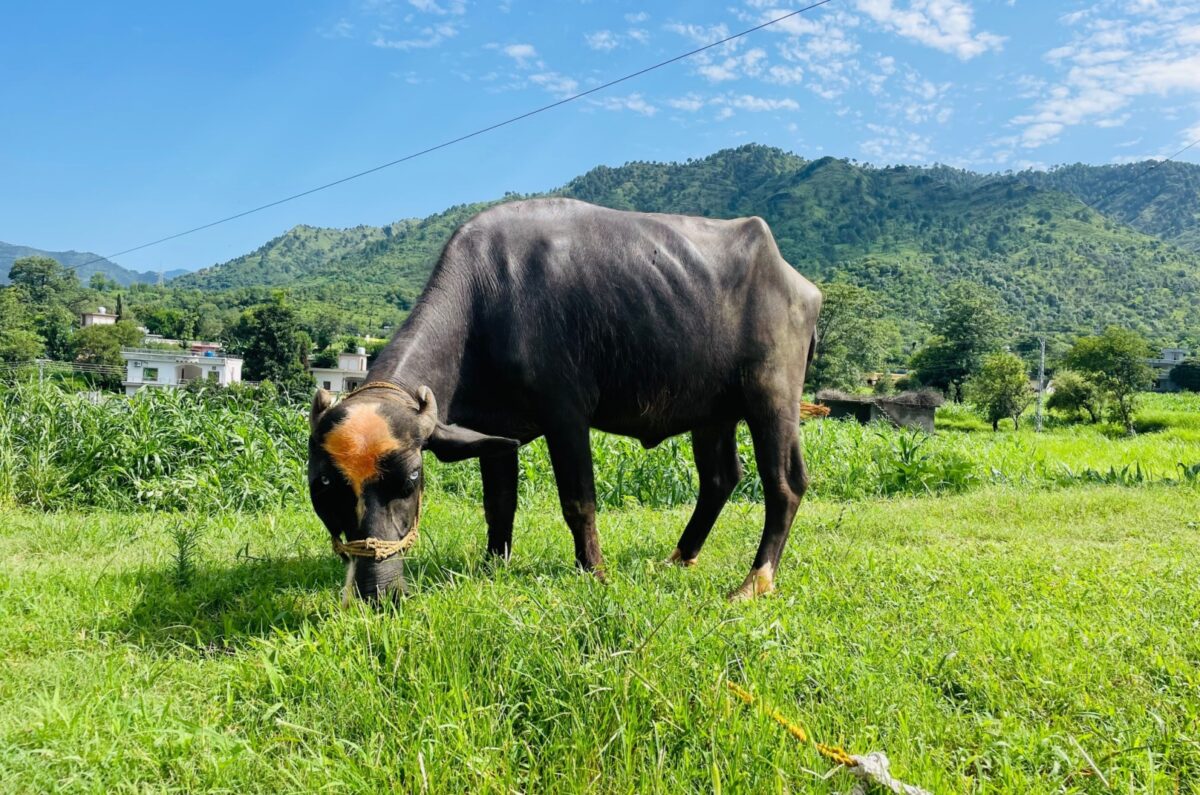 17 Hybrid Animals You Have To See To Believe