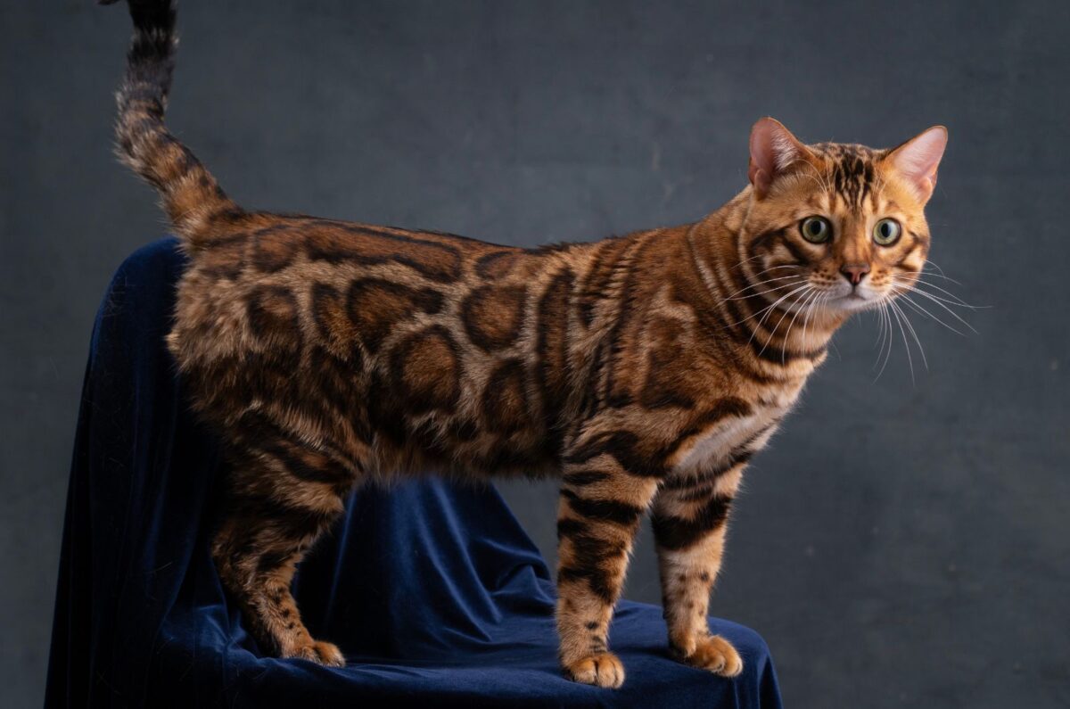 18 Cat Breeds With Weirdly Small Heads