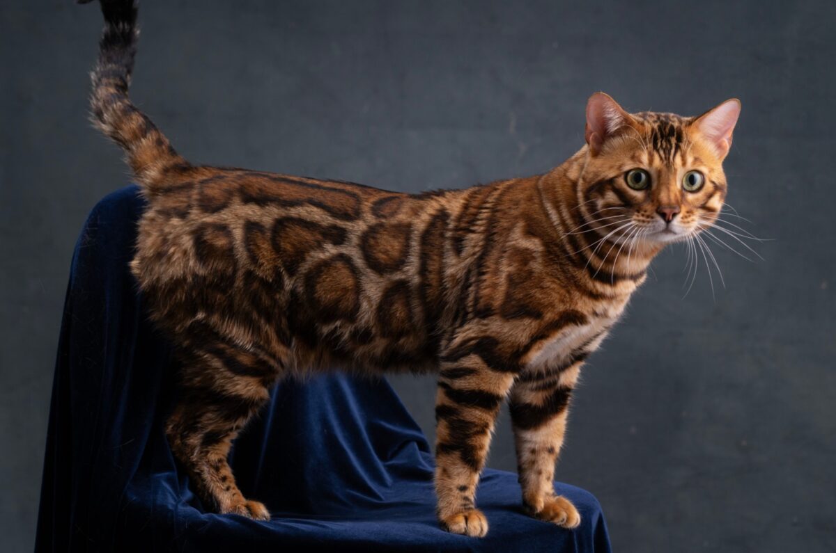 14 Exotic Cats That Are Great As Pets