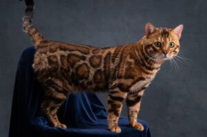 The 11 Most Athletic Cat Breeds