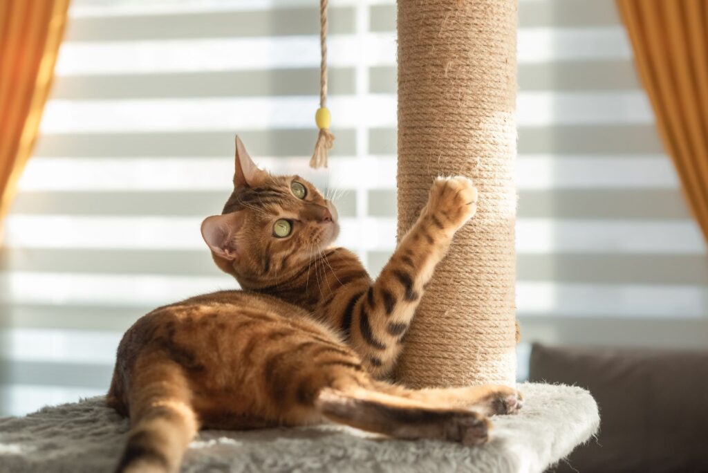10 Independent Cat Breeds That Can Handle Alone Time Very Well