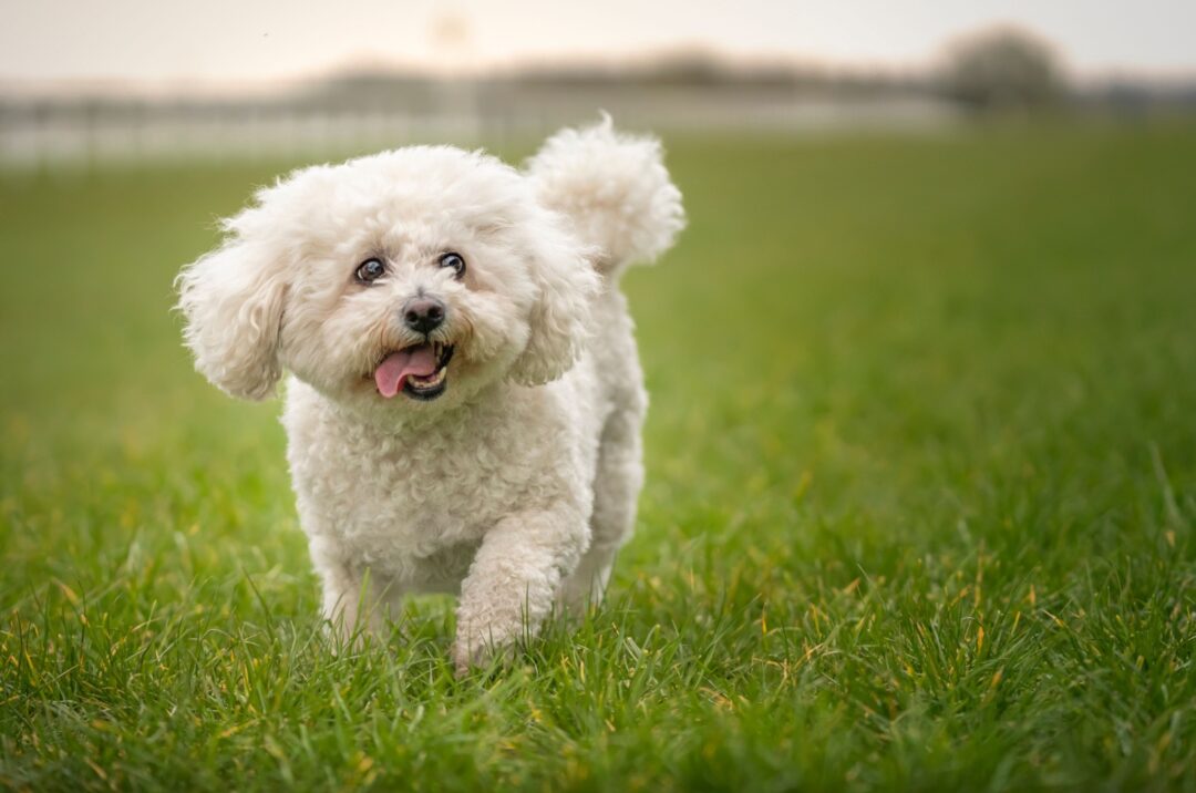 26 Small Curly-Haired Dogs You’ll Want To Cuddle All Day Long