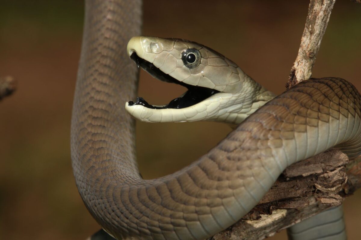 9 Of Nature’s Sneakiest Predators Whose Attacks Are An Art Of Ambush