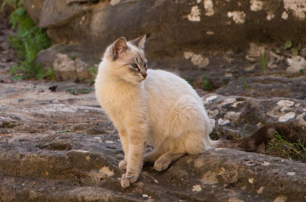 14 Gorgeous Blonde Cat Breeds That Will Steal Your Heart