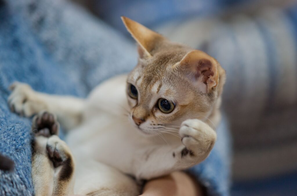 14 Gorgeous Blonde Cat Breeds That Will Steal Your Heart