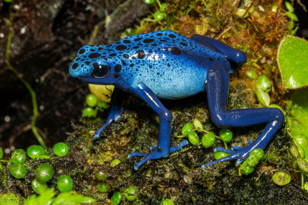 10 Animals Whose Patterns And Colors Make Them Stand Out
