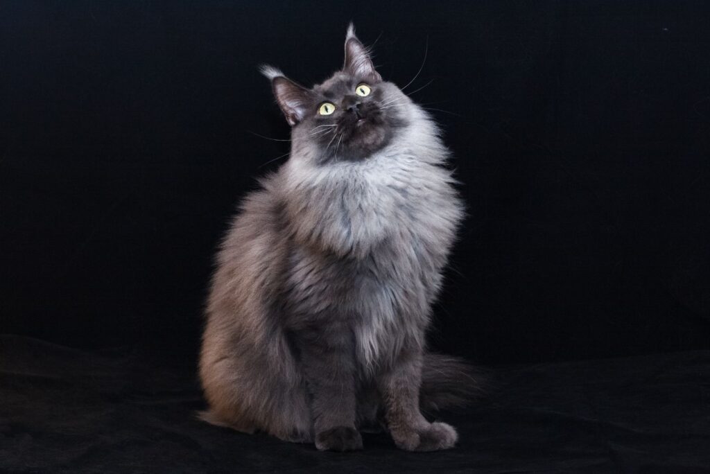 25 Beautiful And Rare Cat Colors And Patterns