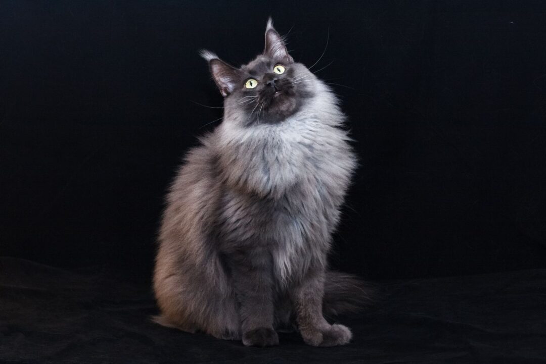 25 Beautiful And Rare Cat Colors And Patterns