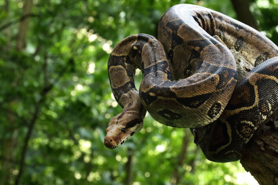15 Largest Snakes In The World, Ranked From Biggest To Smallest