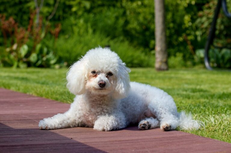 26 Small Curly-Haired Dogs You’ll Want To Cuddle All Day Long
