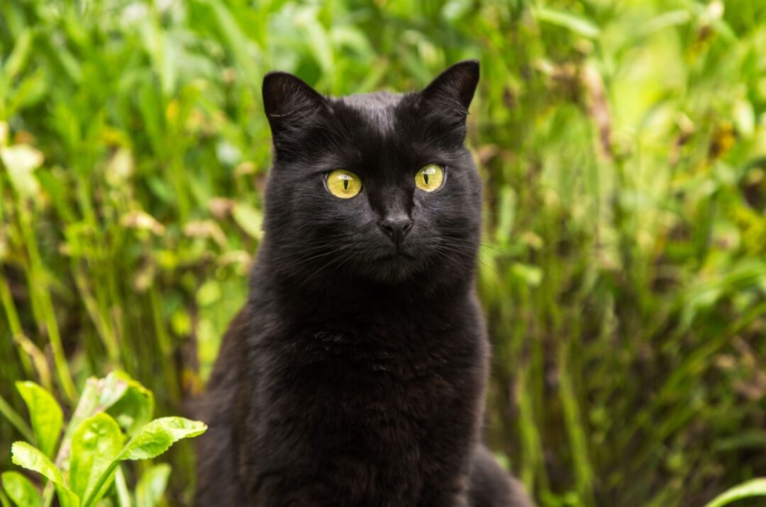 TOP 10 Domestic Cats With Yellow Eyes