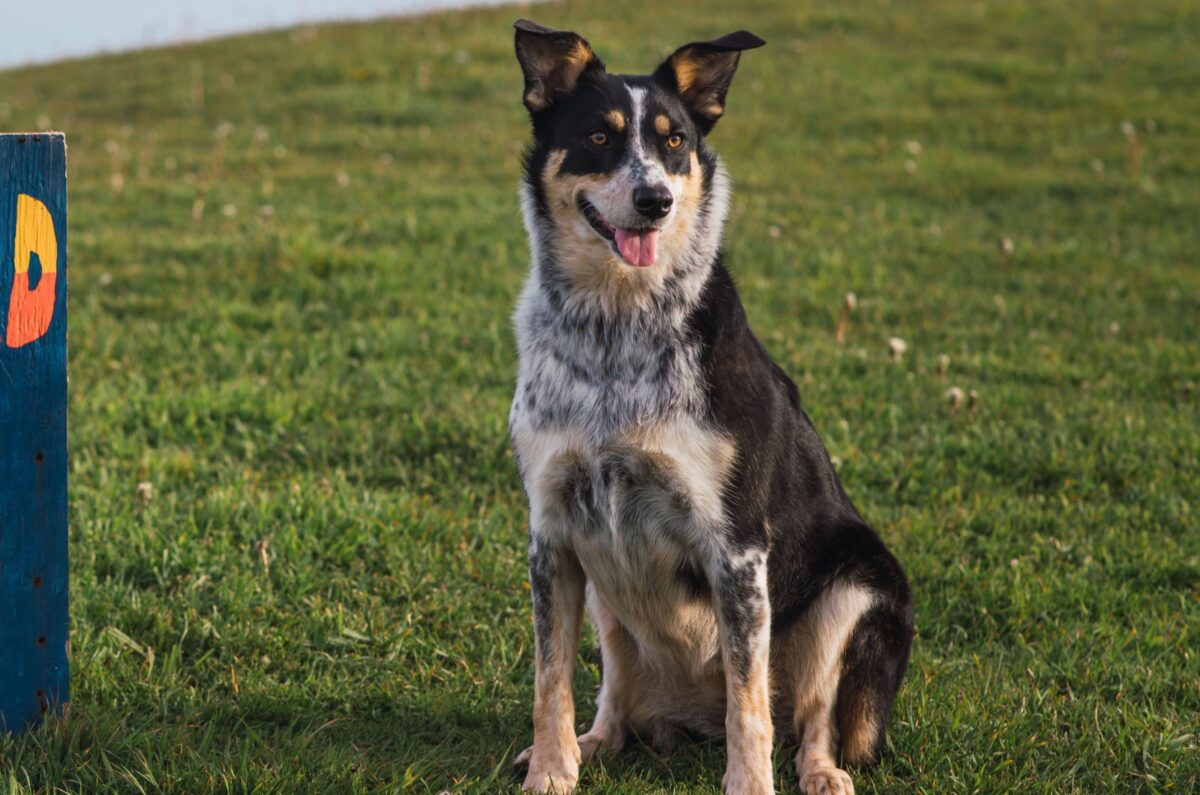 23 Adorable Border Collie Mixes You Won’t Be Able To Resist