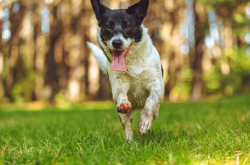 23 Adorable Border Collie Mixes You Won’t Be Able To Resist