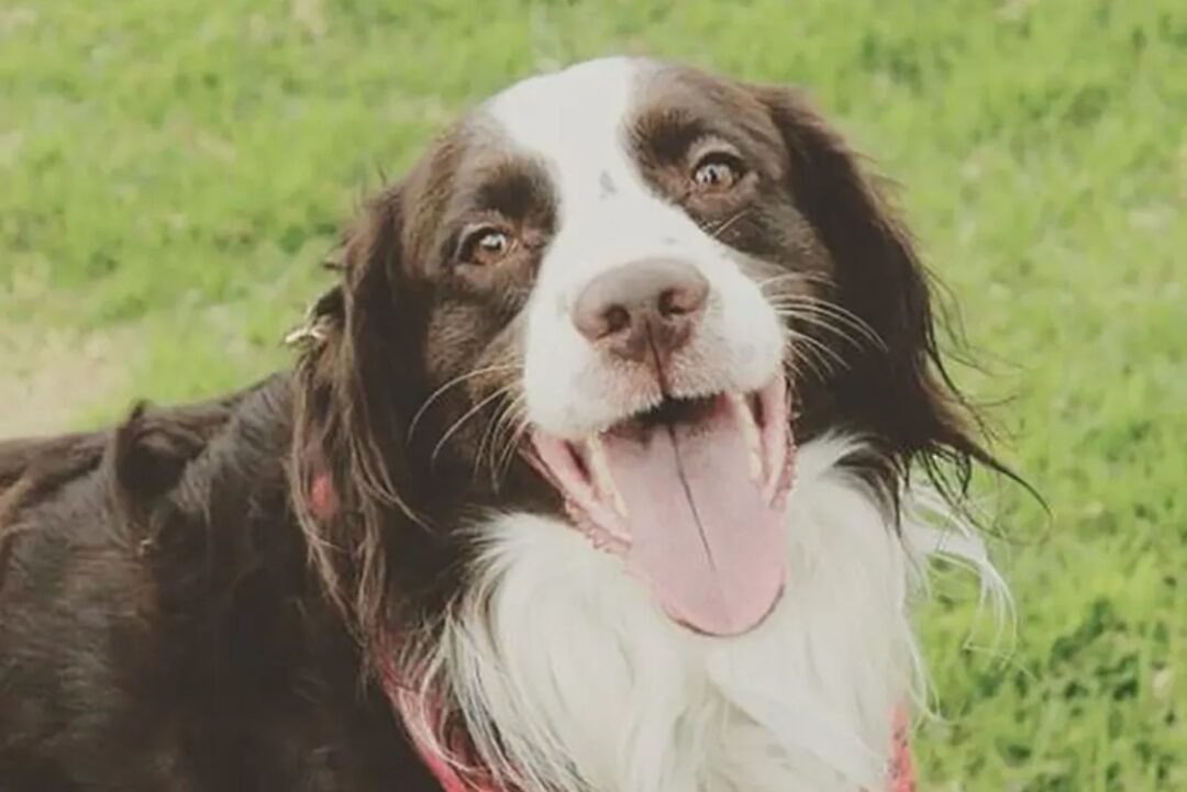 23 Adorable Border Collie Mixes You Won’t Be Able To Resist