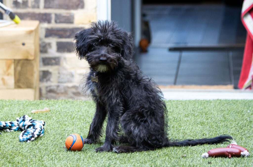 23 Adorable Border Collie Mixes You Won’t Be Able To Resist