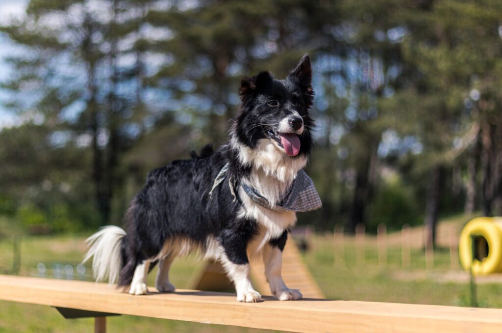 23 Adorable Border Collie Mixes You Won’t Be Able To Resist