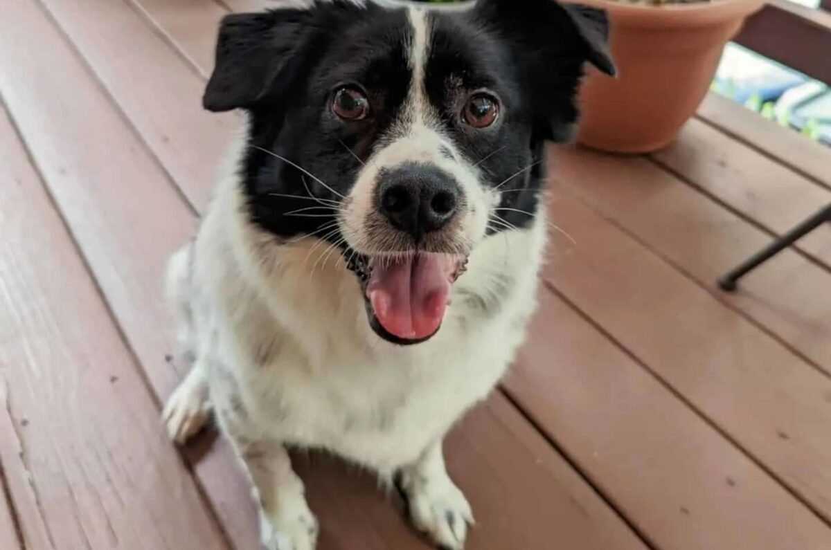 28 Mixed Dog Breeds You Didn’t Know Existed