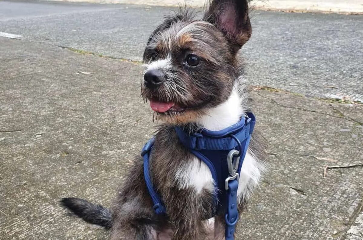 Top 10 Lhasa Apso Mixes You’ve Got To See To Believe