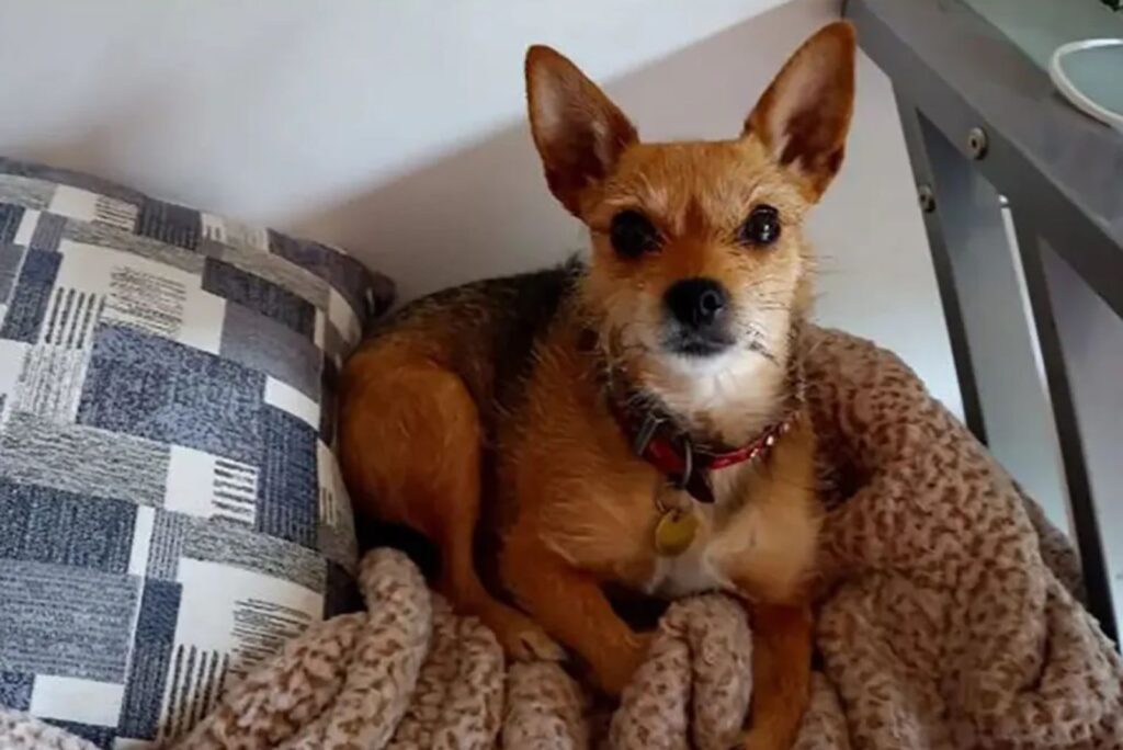 22 Stunning Yorkie Mixes That Will Capture Your Attention And Your Heart