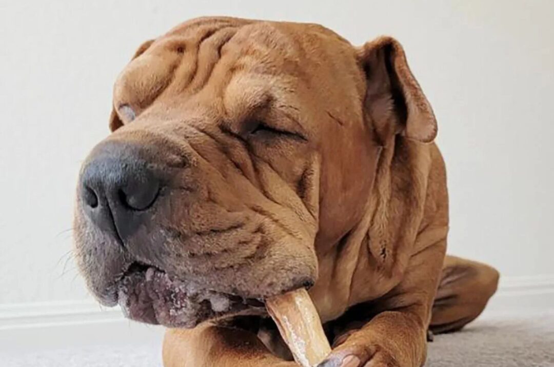13 Shar Pei Mixes That Will Melt Your Heart