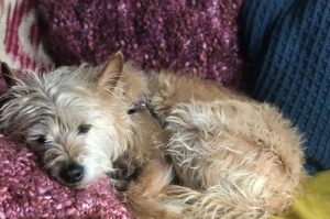 22 Stunning Yorkie Mixes That Will Capture Your Attention And Your Heart