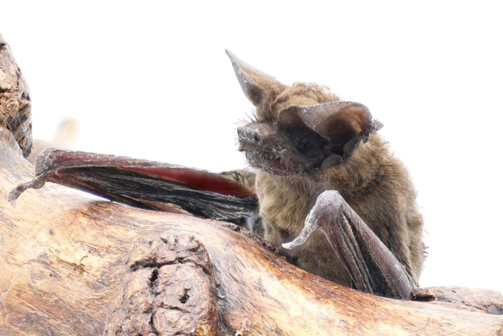 10 Fastest Animals That Dominate The Speed Game