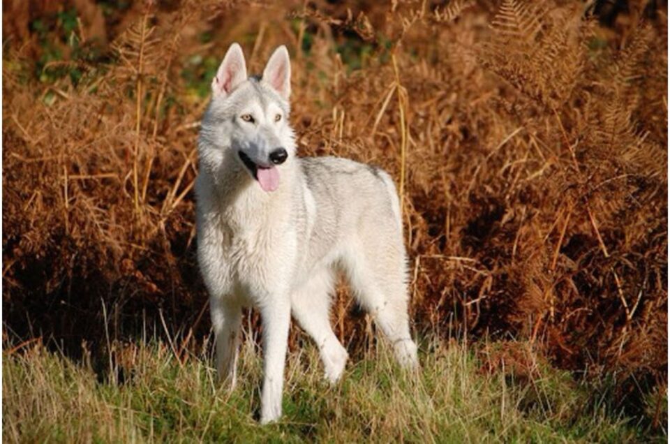 14 Dog Breeds That Resemble Coyotes In Both Looks And Spirit