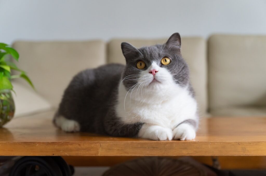 14 Cat Breeds With Surprisingly Big Heads