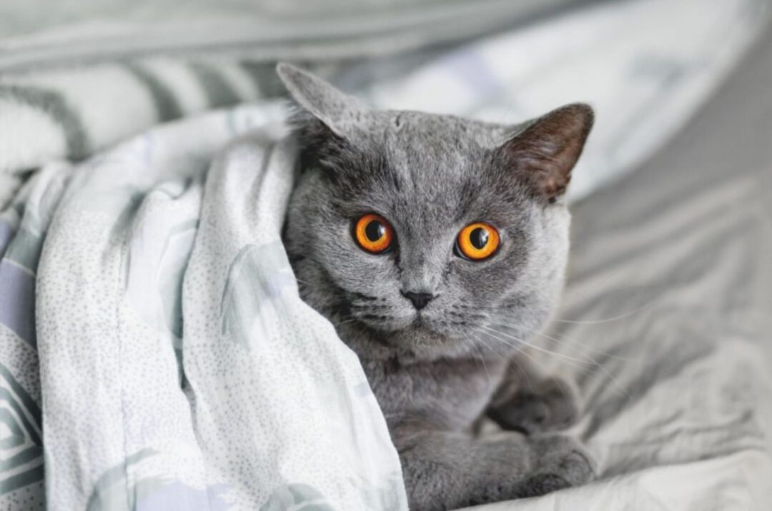 18 Cats With Captivating Round Eyes You Won’t Be Able To Resist