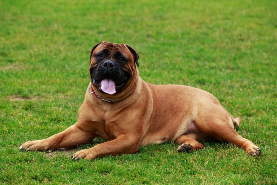 17 Giant Dog Breeds With The Most Gentle Temperaments