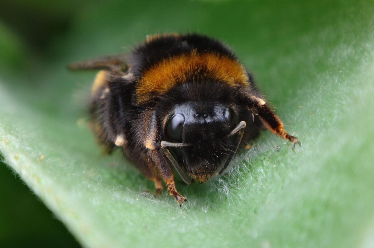 21 Surprising Animals That Hibernate The Longest