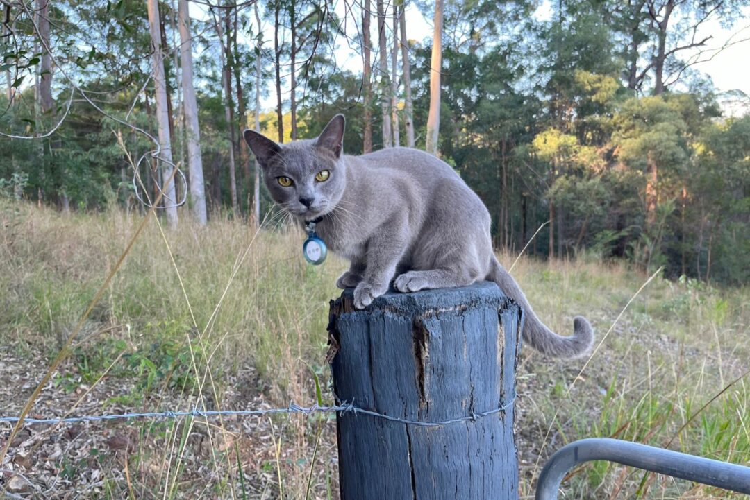13 Cat Breeds With Stunning Blue Fur That Will Captivate You