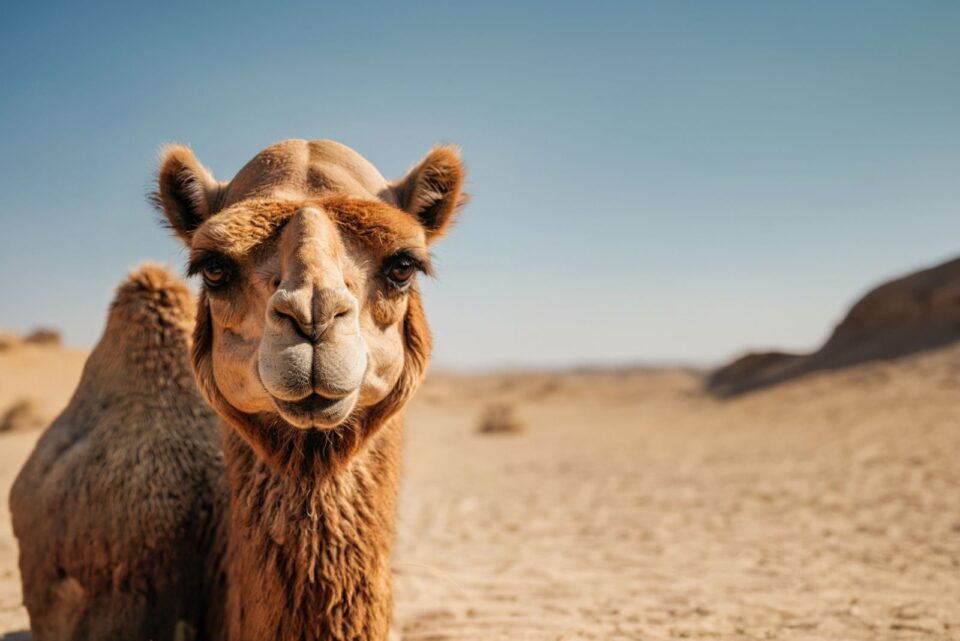 11 Animals With The Most Fascinating Survival Techniques