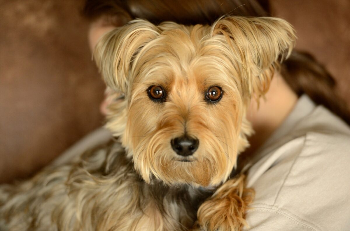 22 Stunning Yorkie Mixes That Will Capture Your Attention And Your Heart