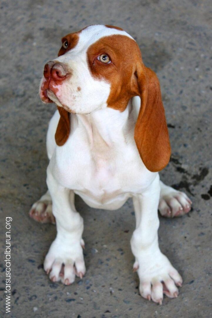 17 Amazingly Rare Dog Breeds You've Probably Never Heard Of (But Should)