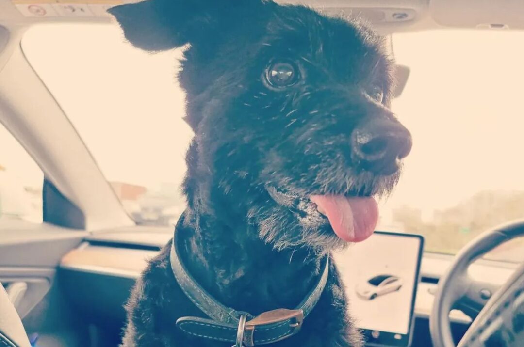 17 Cavalier King Charles Spaniel Mixes Nobody Can't Resist