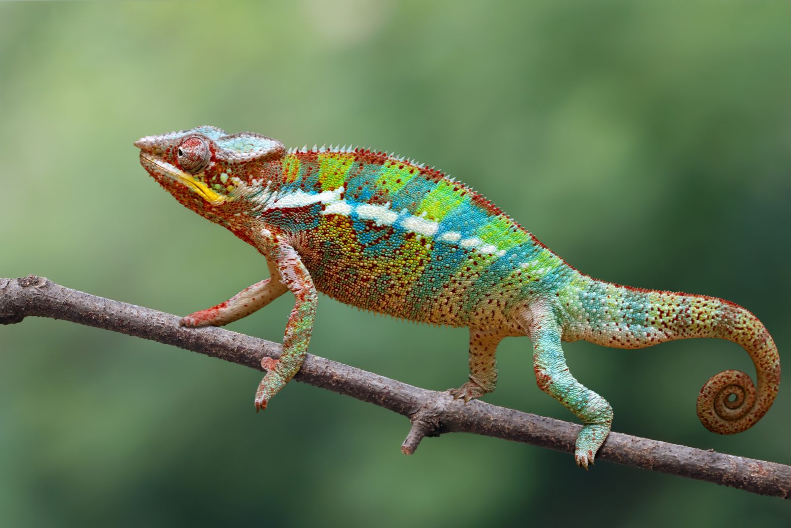 10 Animals Whose Patterns And Colors Make Them Stand Out