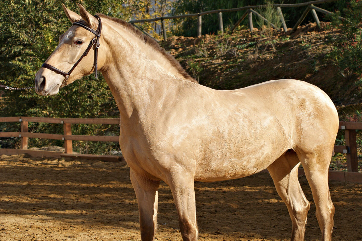 13 Horse Colors And Patterns So Unique They’ll Take Your Breath Away