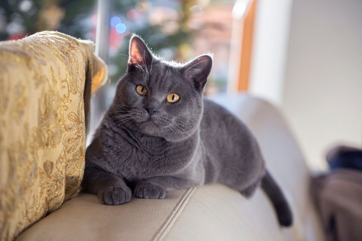 13 Cat Breeds With Stunning Blue Fur That Will Captivate You