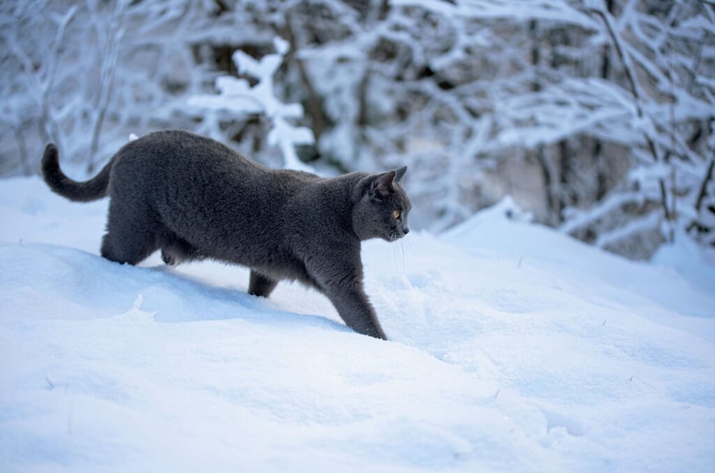 10 Adorable Cat Breeds You Can Safely Take On Snow Adventures