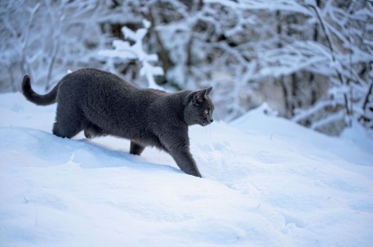 10 Adorable Cat Breeds You Can Safely Take On Snow Adventures
