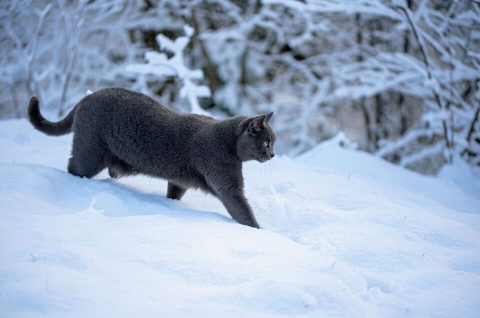 10 Adorable Cat Breeds You Can Safely Take On Snow Adventures