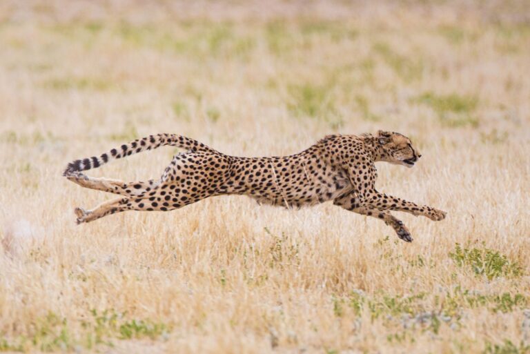 10 Fastest Animals That Dominate The Speed Game
